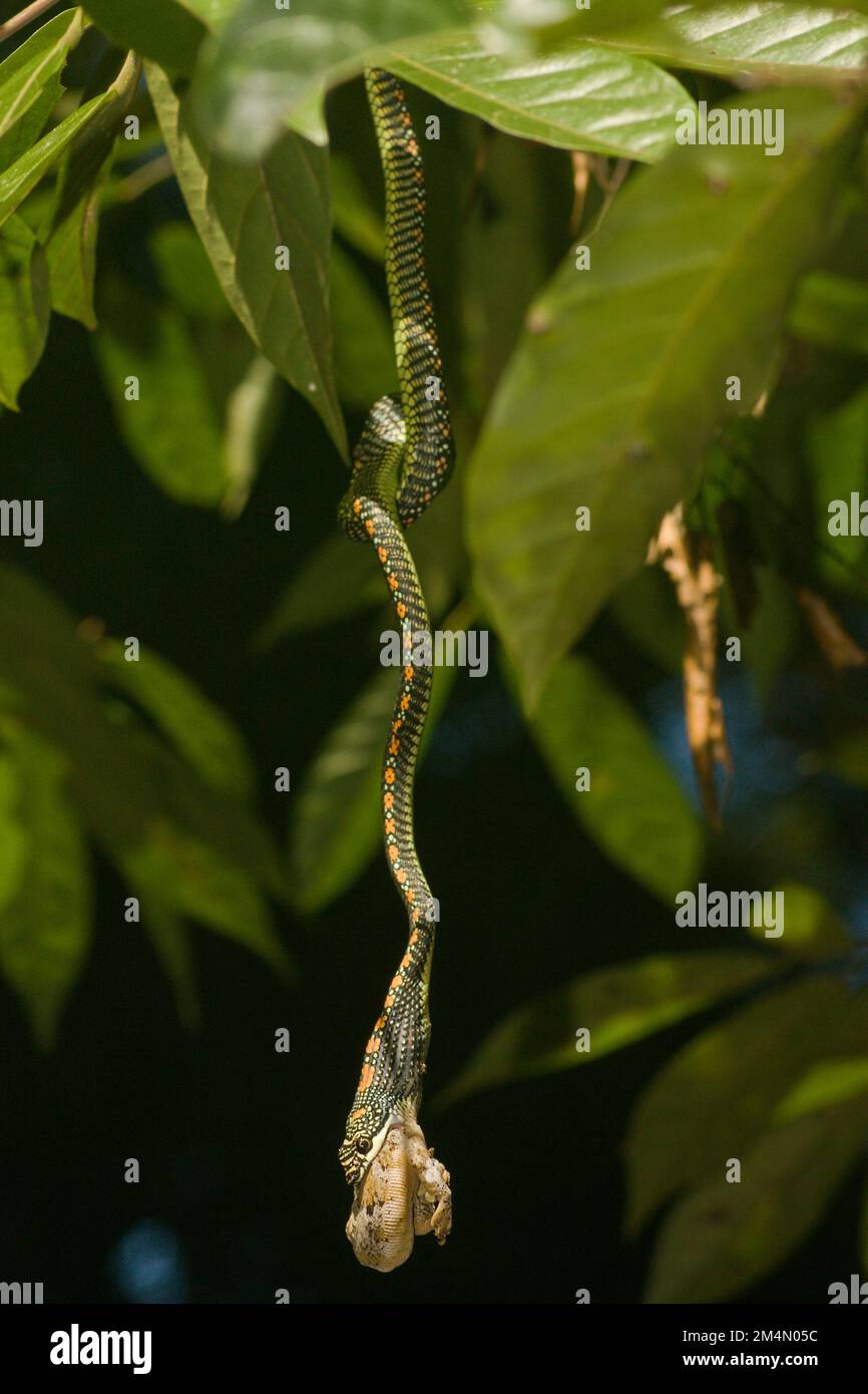 Flying tree snake hi-res stock photography and images - Alamy