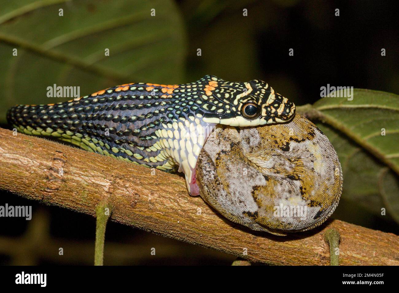 Paradise tree snake, paradise flying snake (Chrysopelea paradisi ...