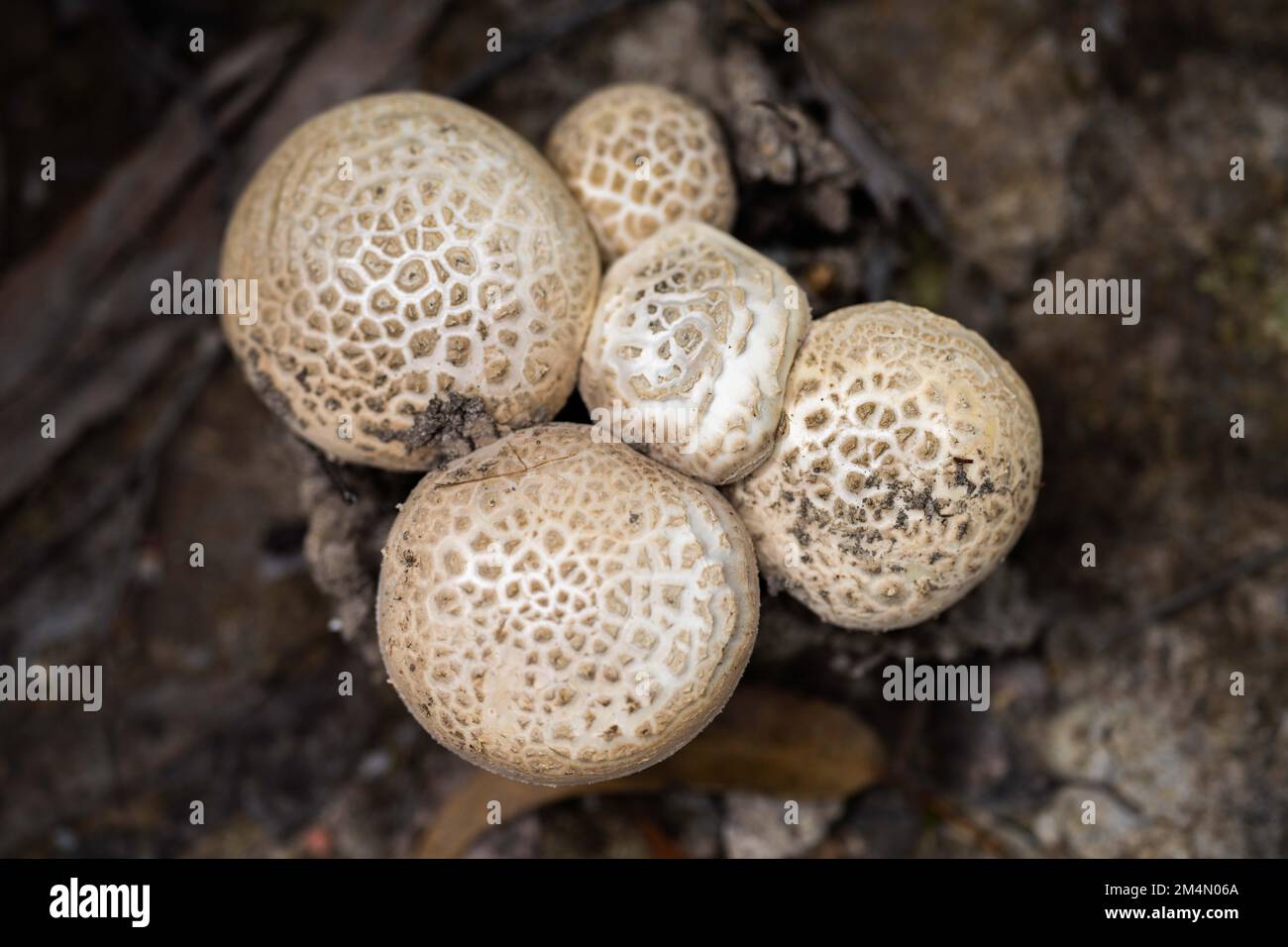 fungi growing in nature. mushroom fruiting body in america Stock Photo ...