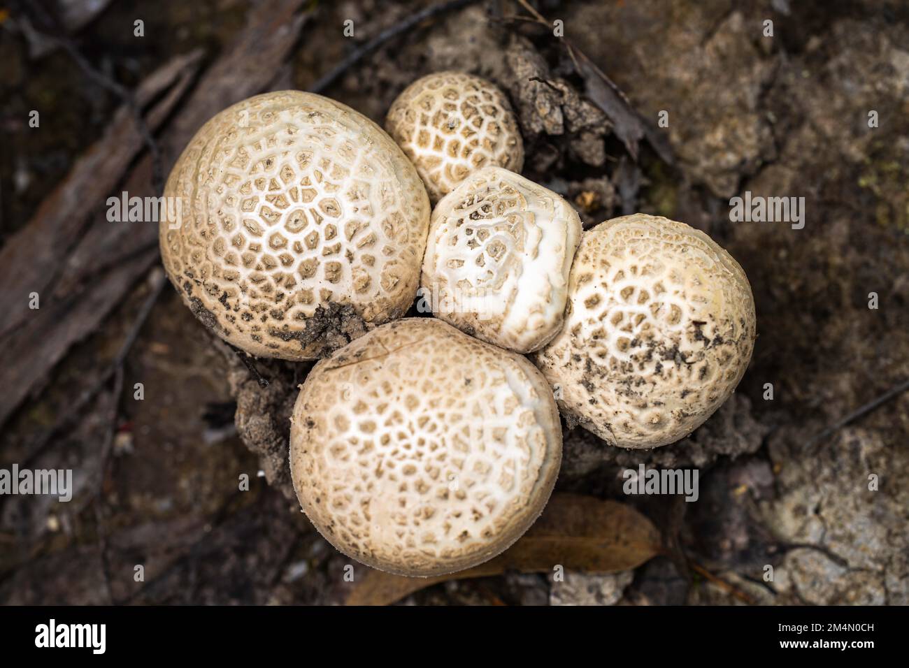 mushrooms in a forest. fungi in the bush in australia Stock Photo - Alamy