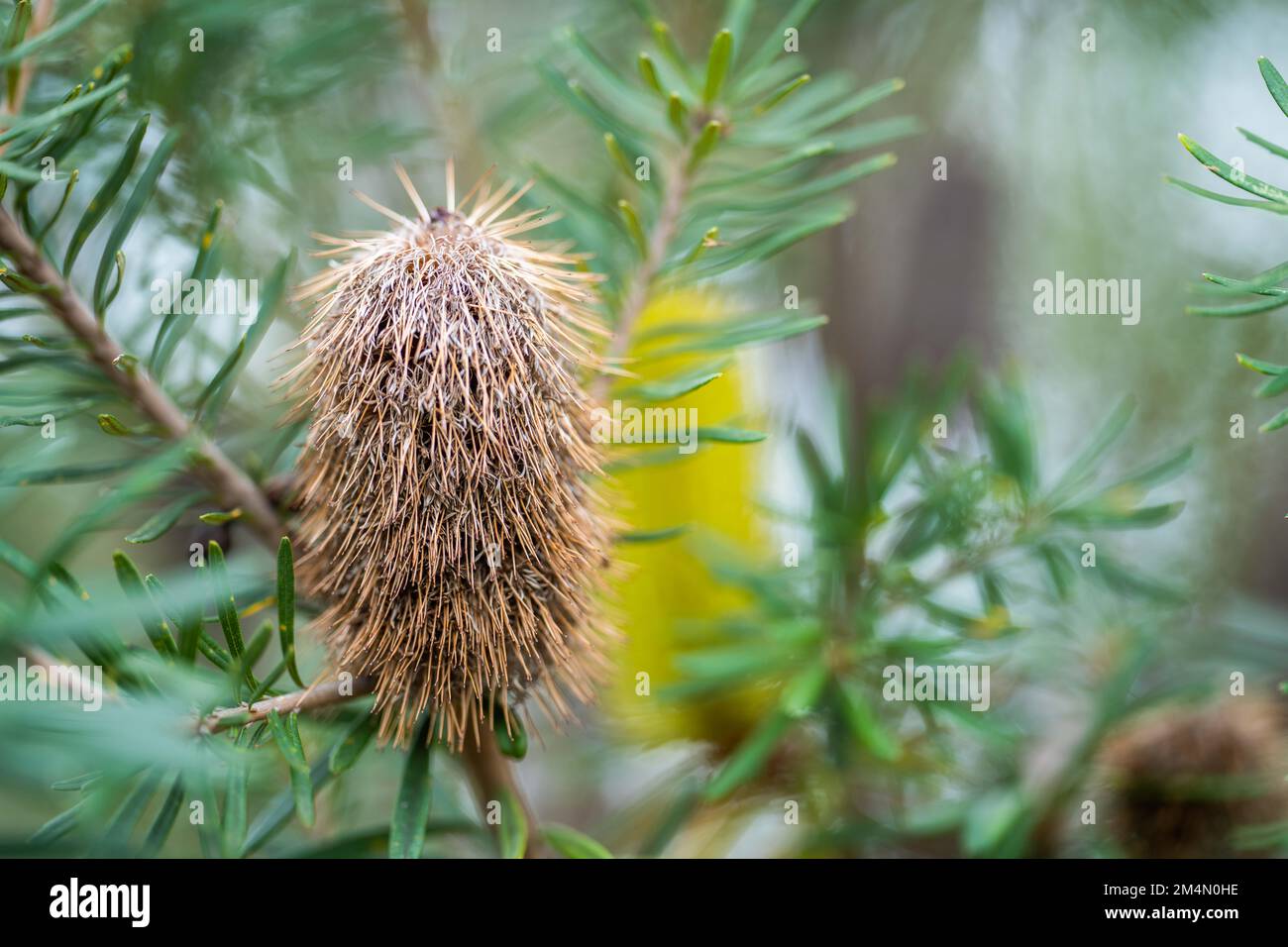 native banksia flower. native plants flowers in the bush in tasmania ...
