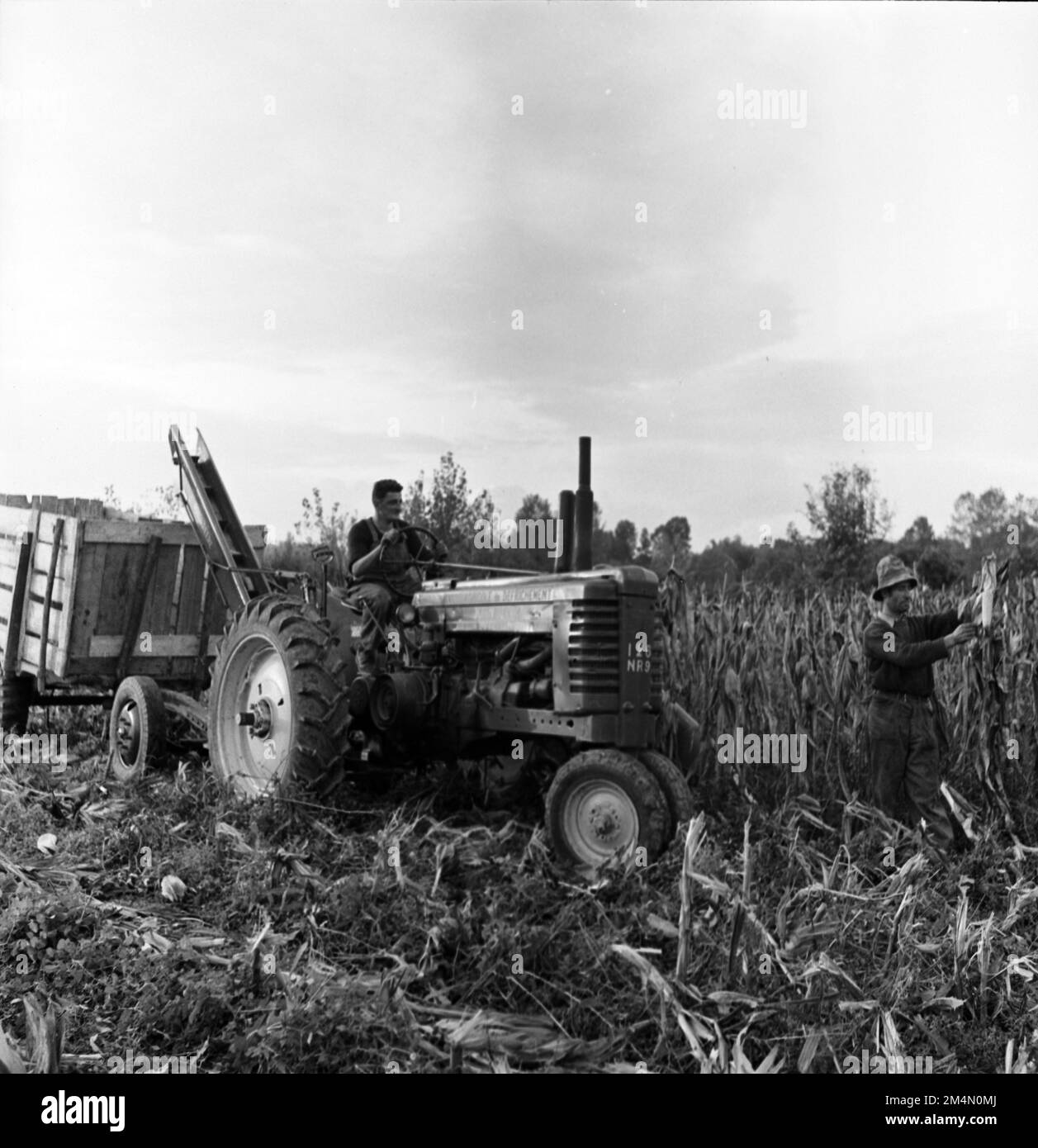 Hybrid Corn - Experimental Farm at Asile St-Leon. Photographs of ...