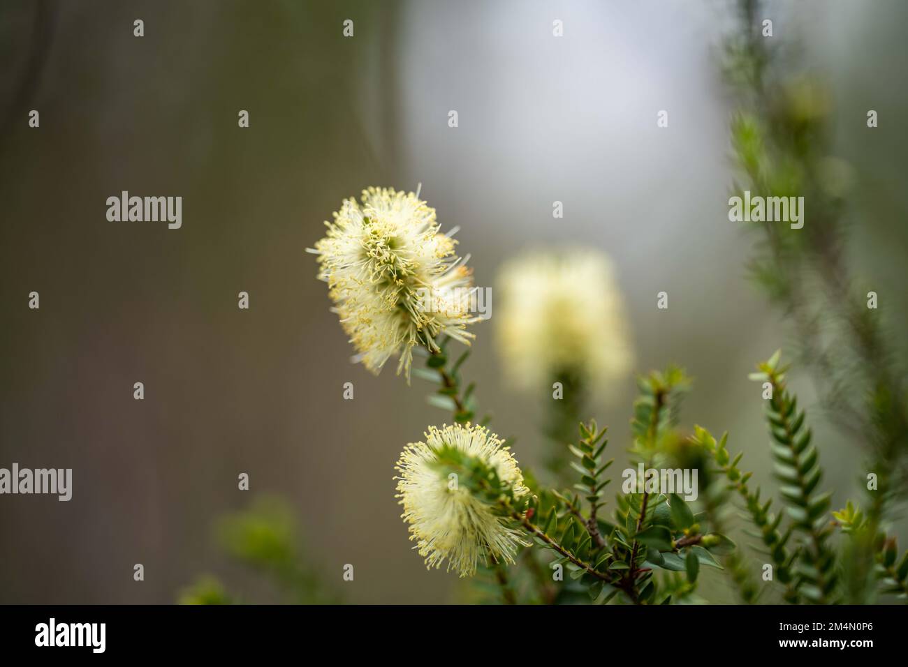 native plants growing in the bush in tasmania australia in spring Stock ...