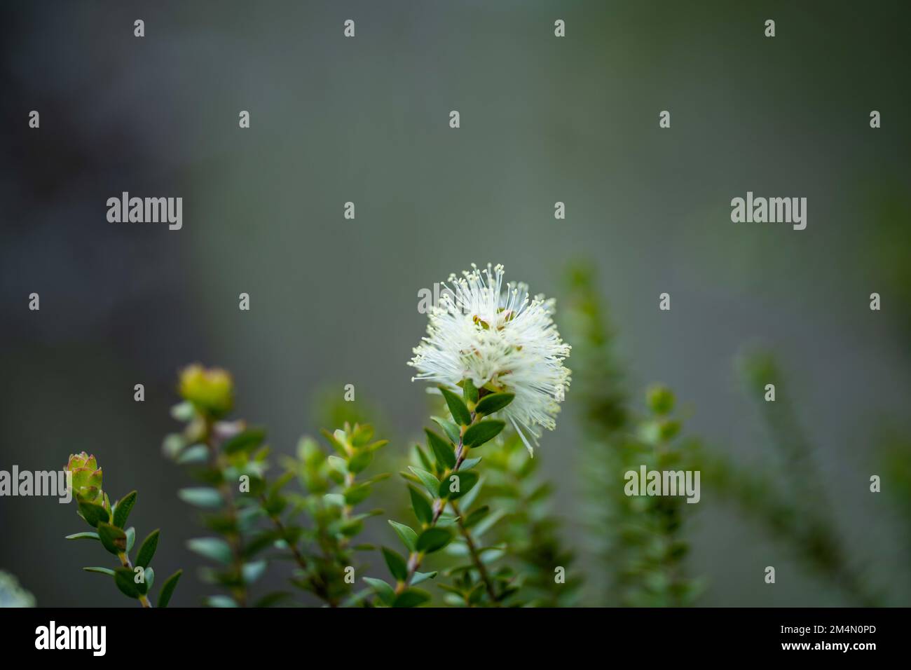 Yelloe plant hi-res stock photography and images - Alamy