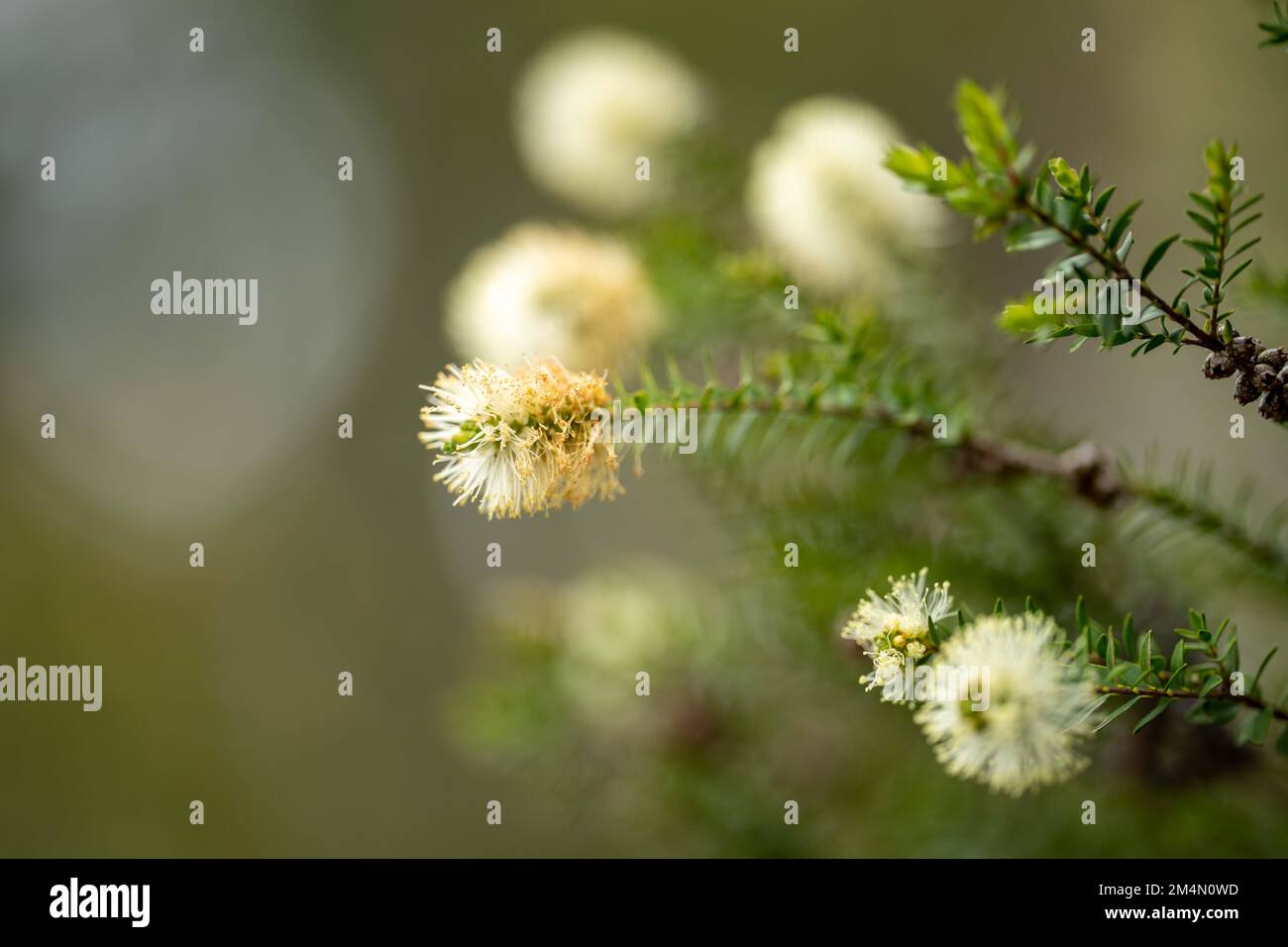 native plants growing in the bush in tasmania australia in spring Stock ...