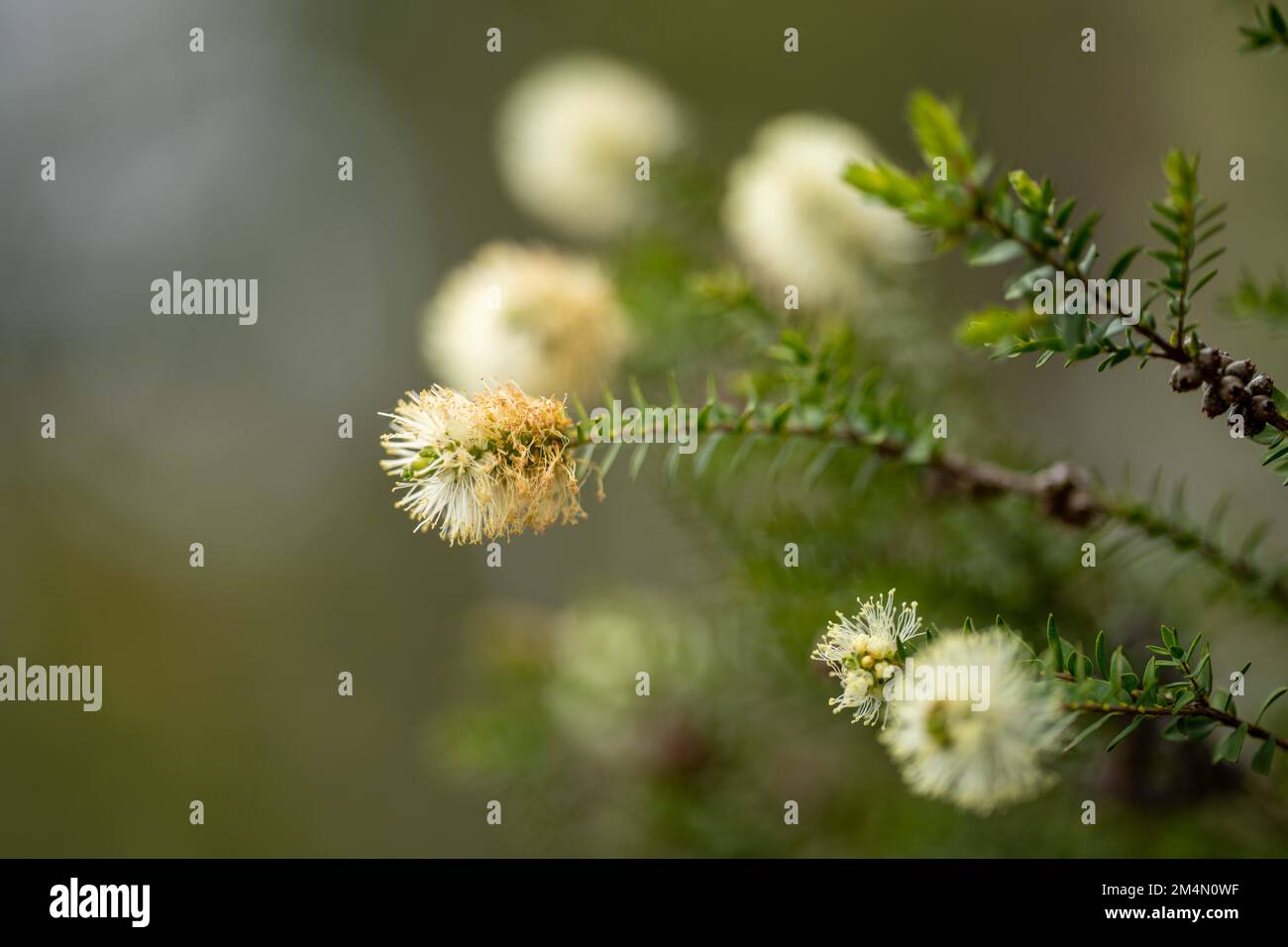 Green native plants in dry fields hi-res stock photography and images ...