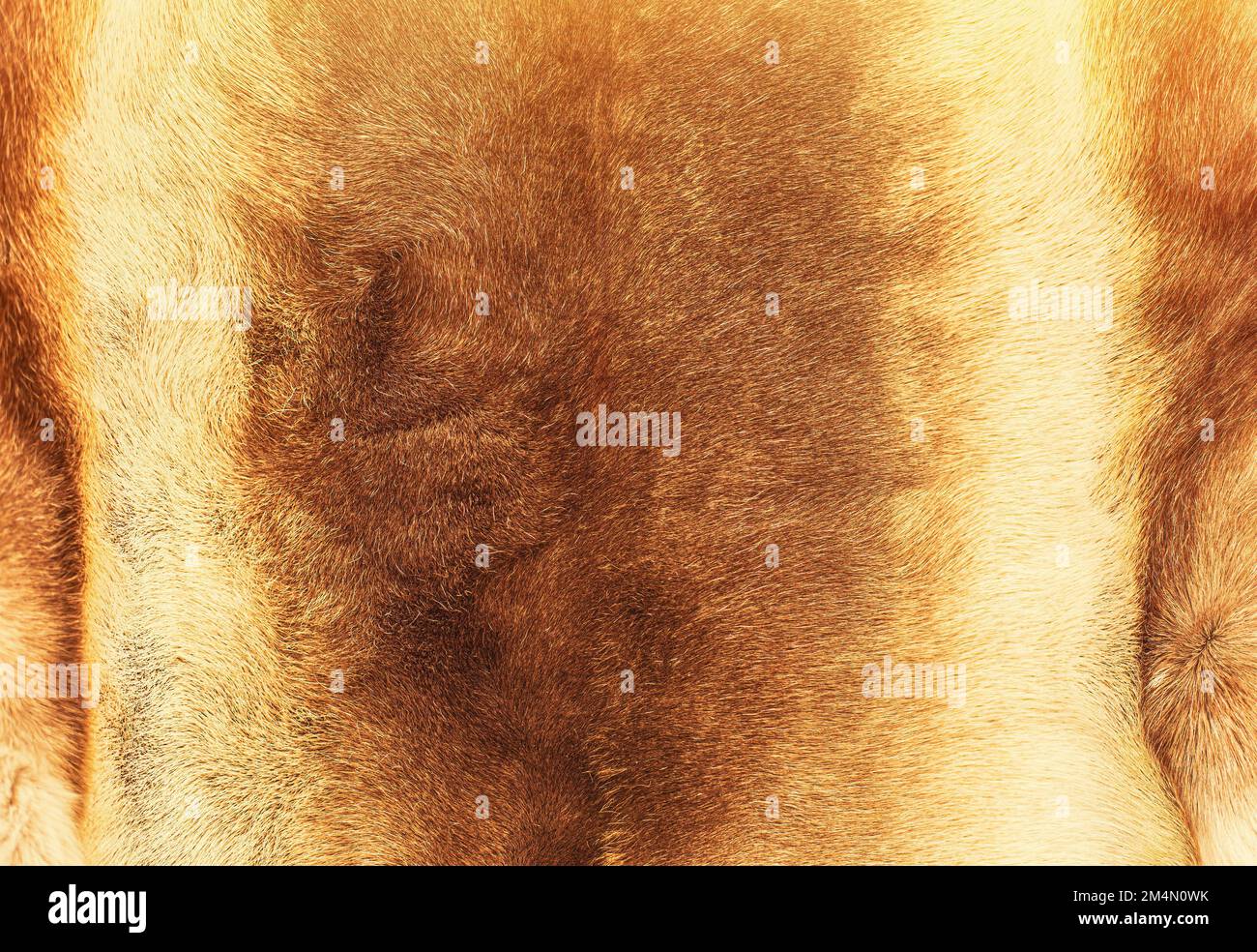 Reindeer fur background texture.Animal skin.High quality photo Stock ...