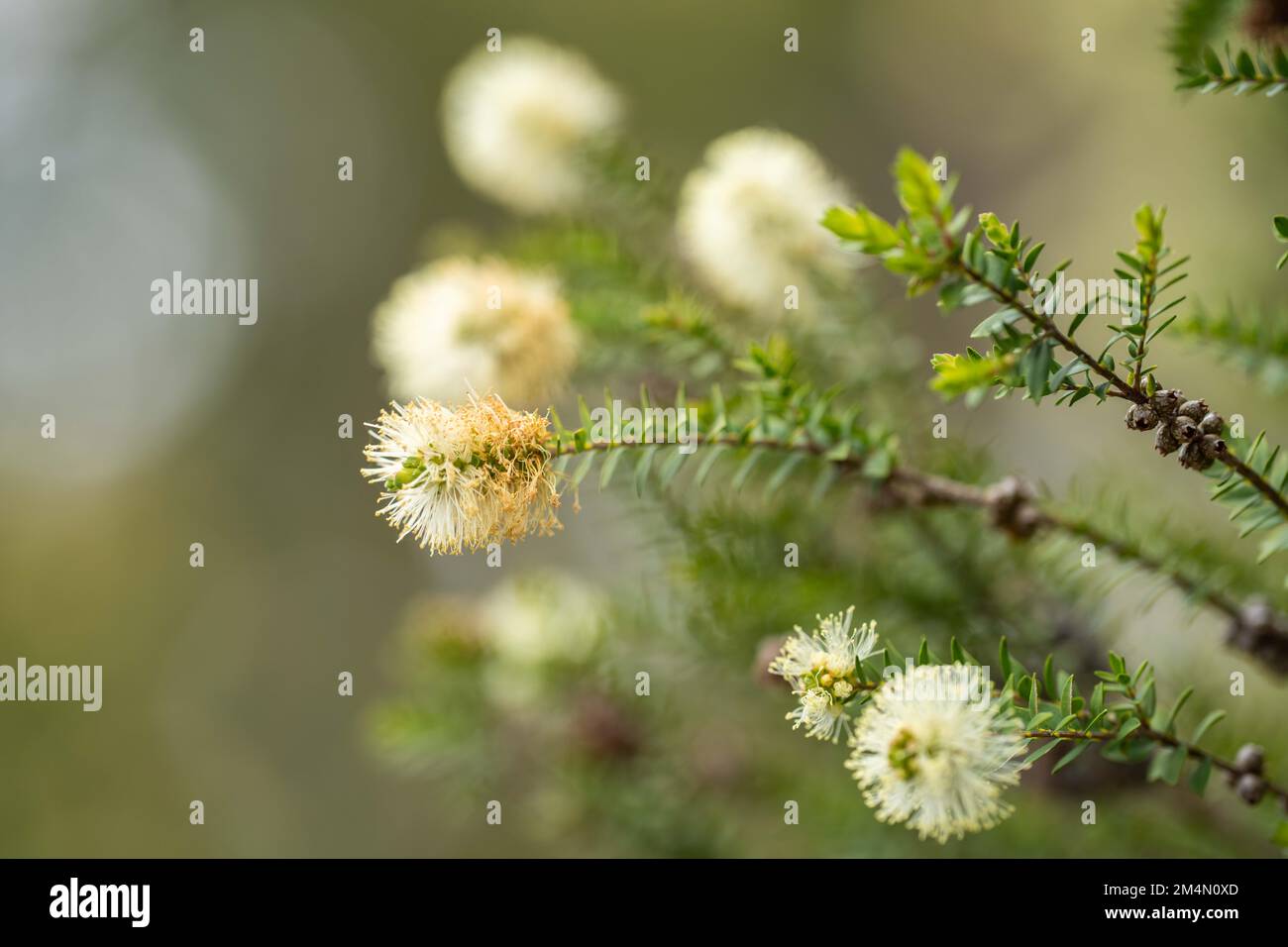 Green native plants in dry fields hi-res stock photography and images ...