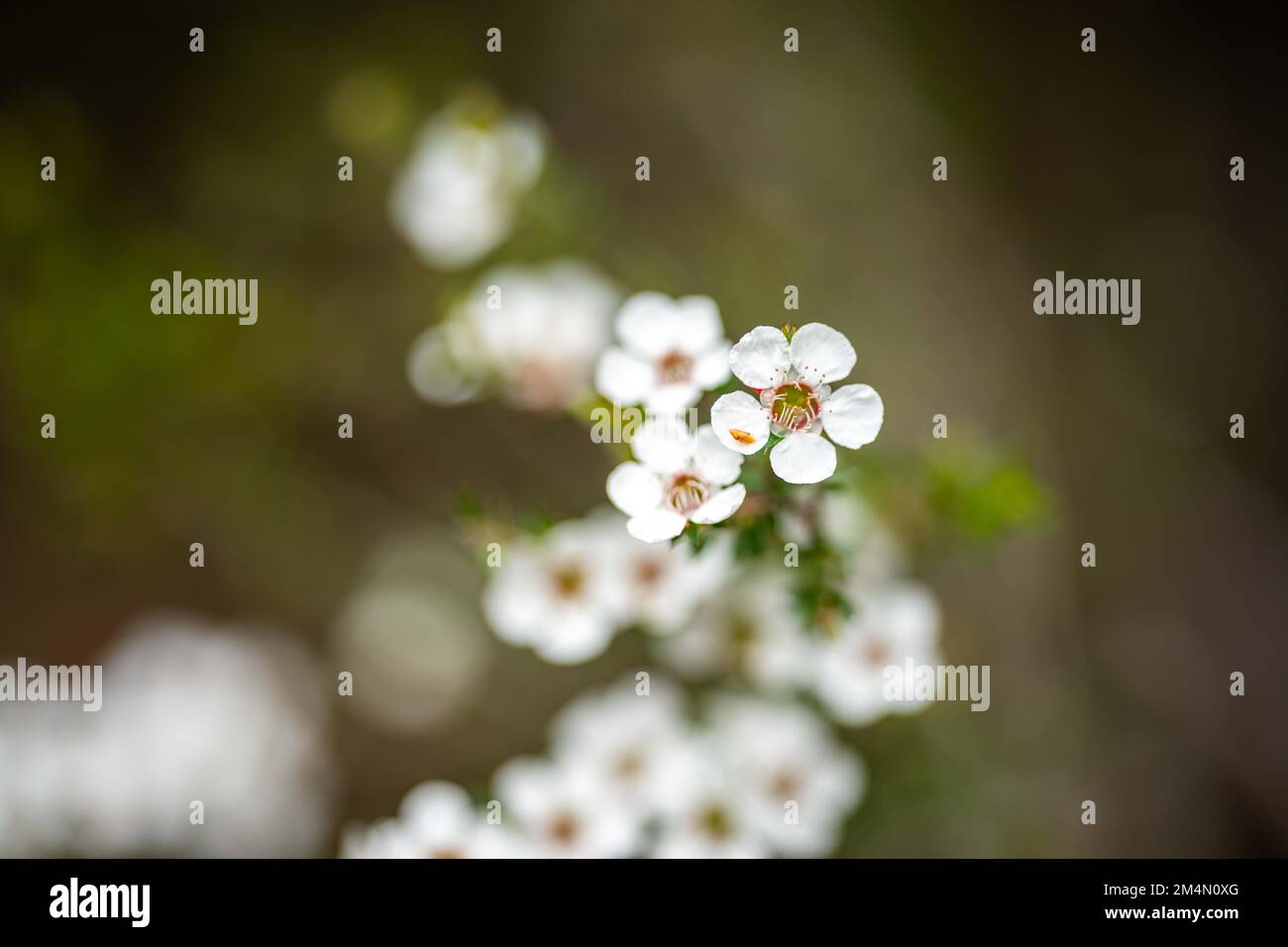 native plants growing in the bush in tasmania australia in spring Stock ...