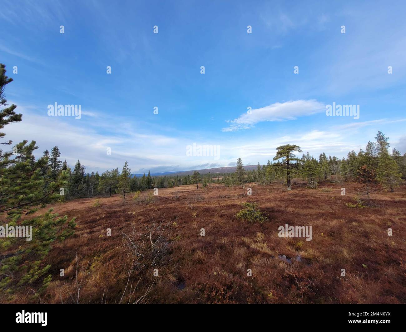 The natural landscape of the swamp with pine trees under blue sky Stock ...