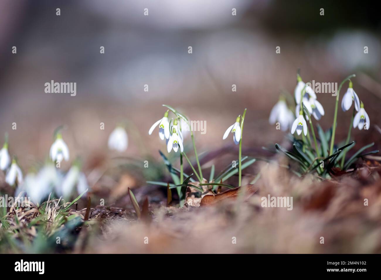 Galanthus nivalis, the snowdrop or common snowdrop, is the best-known ...