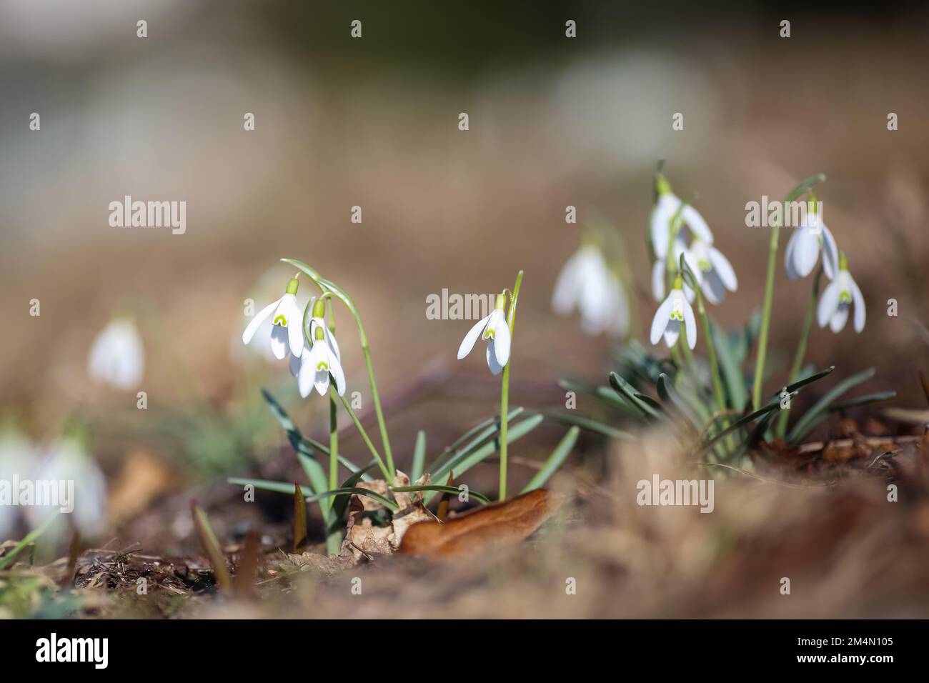 Galanthus nivalis, the snowdrop or common snowdrop, is the best-known ...