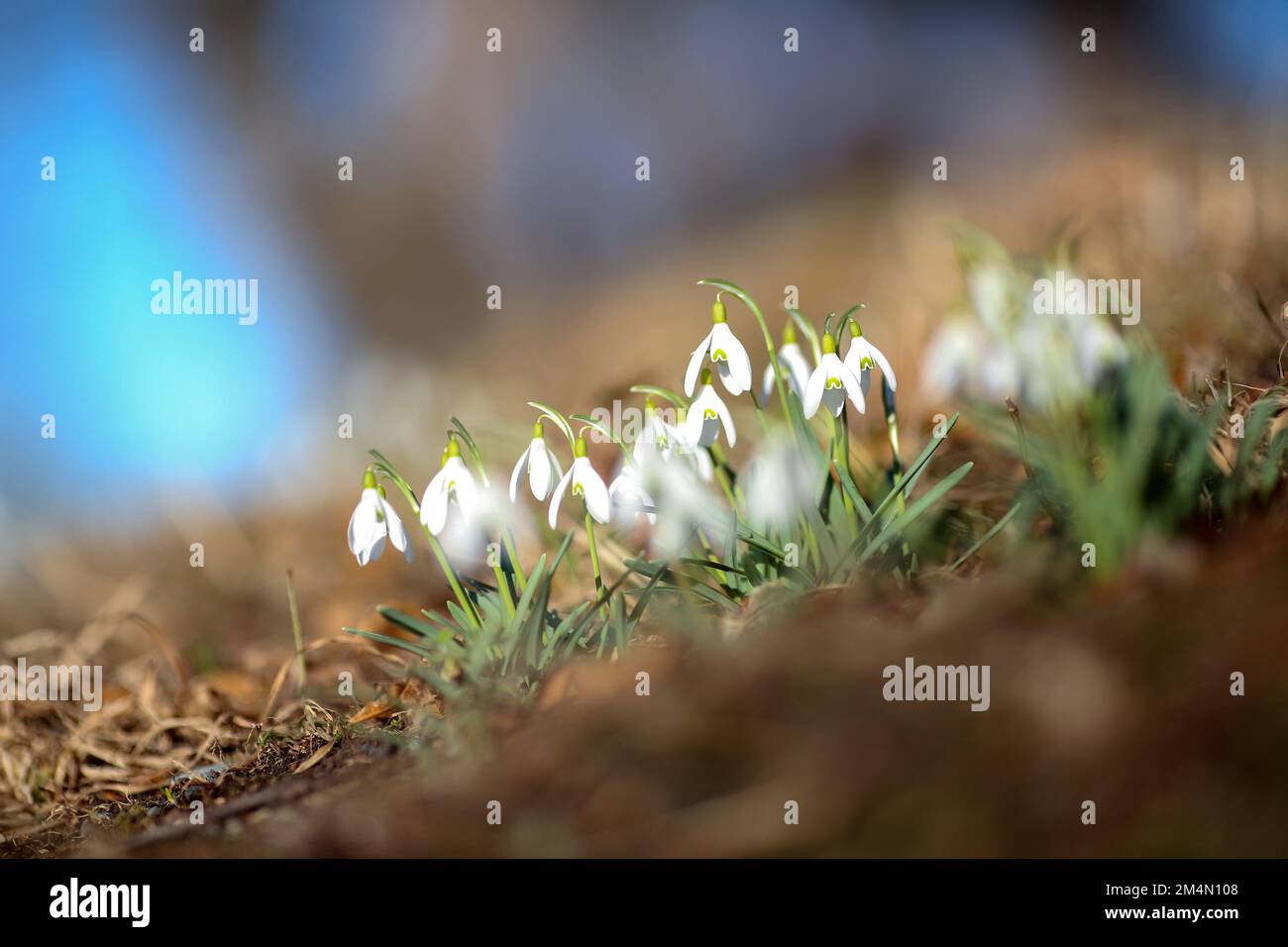 Galanthus nivalis, the snowdrop or common snowdrop, is the best-known ...