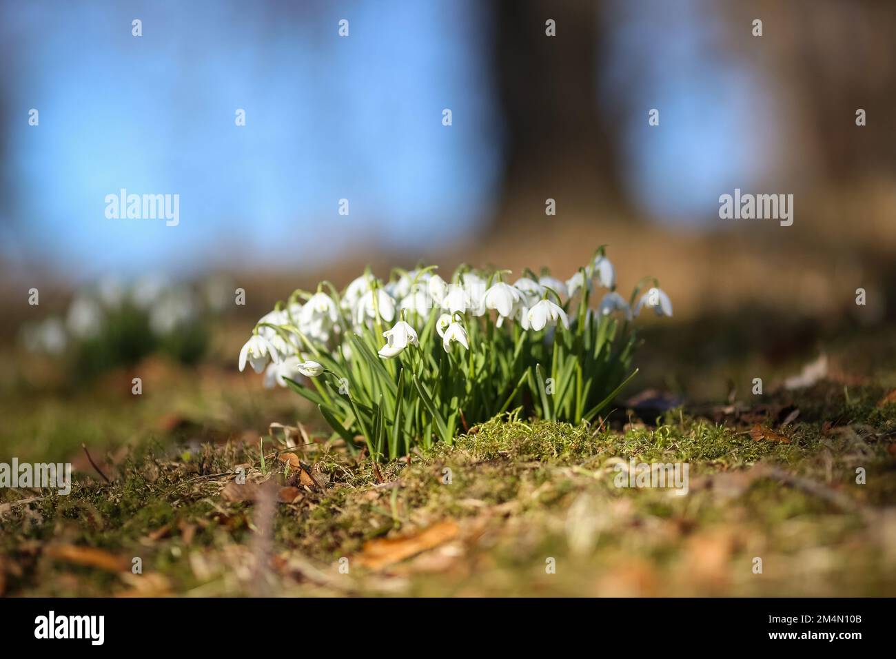 Galanthus nivalis, the snowdrop or common snowdrop, is the best-known ...