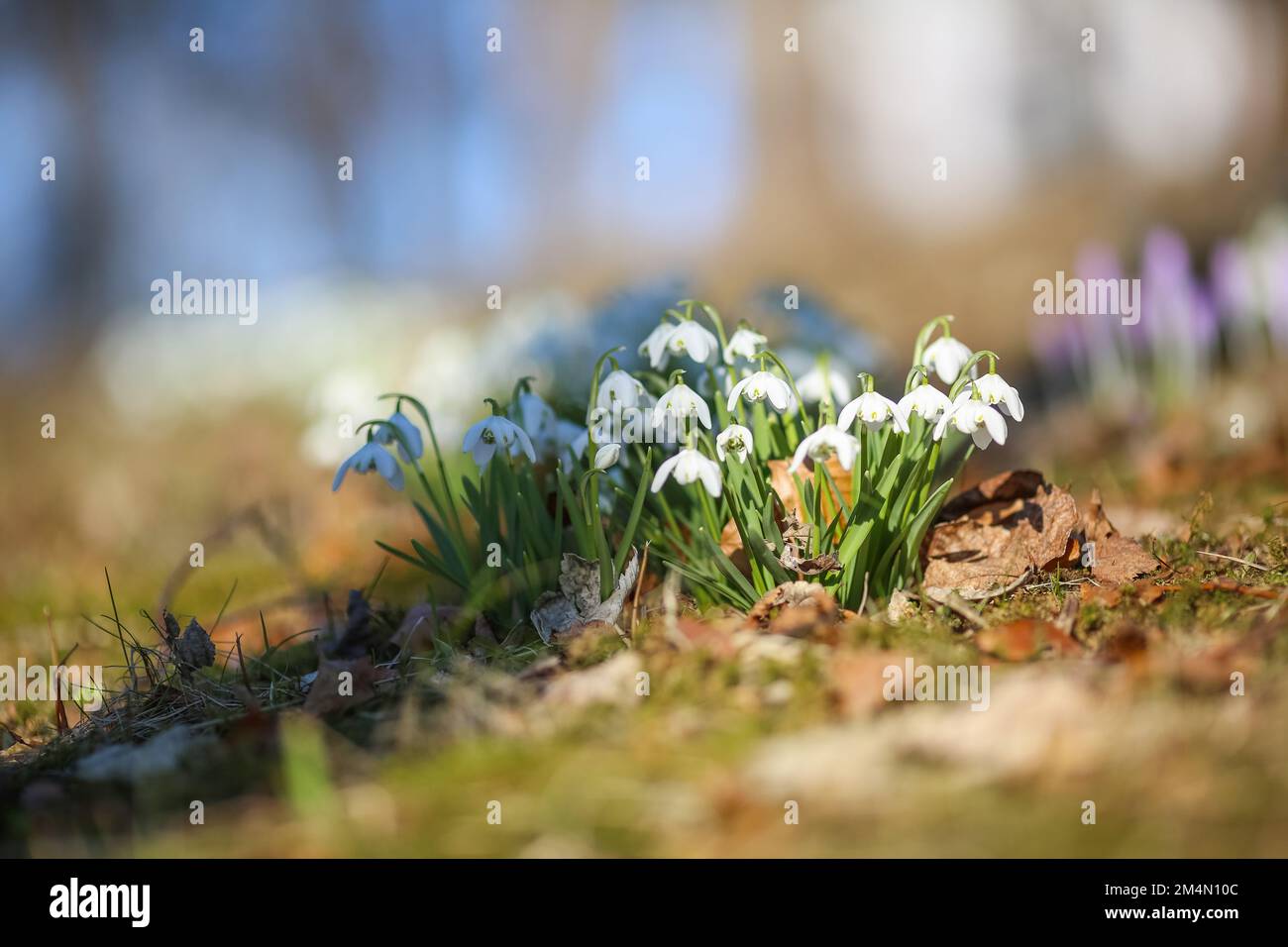 Galanthus nivalis, the snowdrop or common snowdrop, is the best-known ...