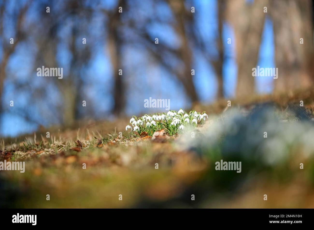 Galanthus nivalis, the snowdrop or common snowdrop, is the best-known ...