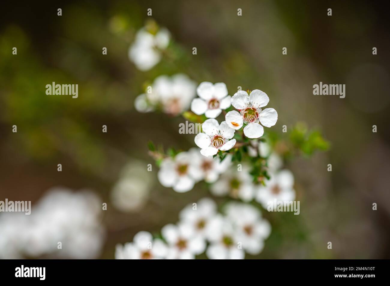 native plants growing in the bush in tasmania australia in spring Stock ...