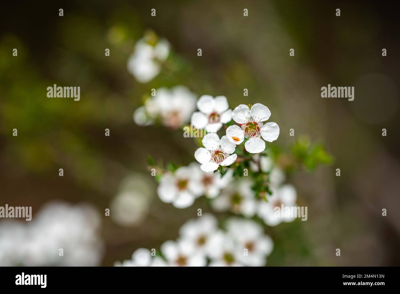native plants growing in the bush in tasmania australia in spring Stock ...