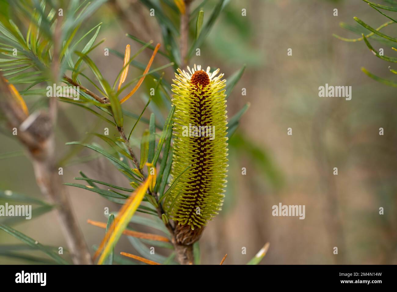 native plants growing in the bush in tasmania australia in spring Stock ...