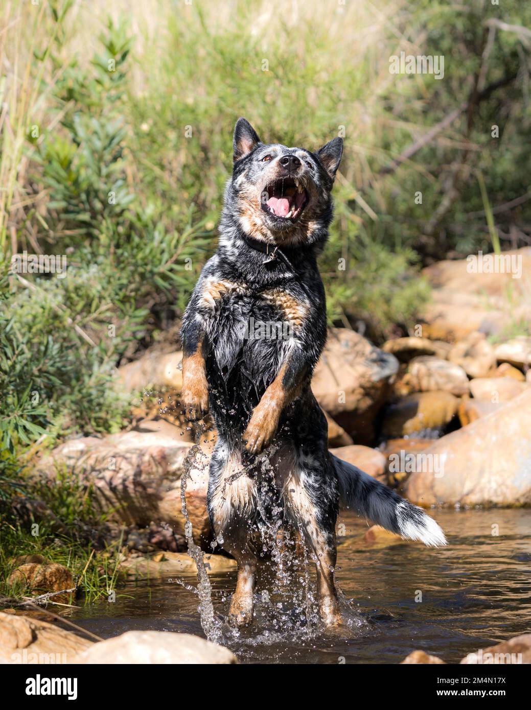 Australian Cattle Dog (Blue Heeler) jumping into the air playing catch ...