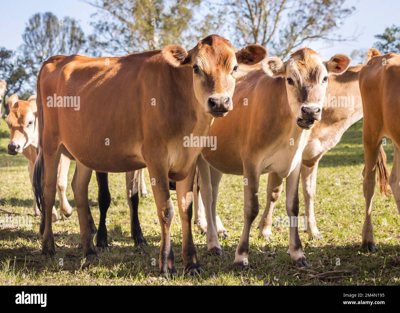 Jersey cattle hi-res stock photography and images - Alamy