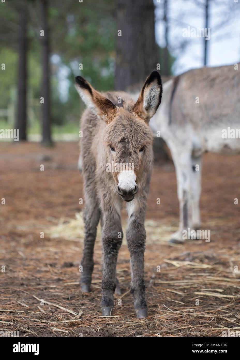 Cute and fluffy donkey foal standing on his lanky legs facing the ...