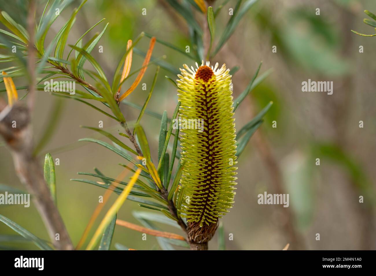 native plants growing in the bush in tasmania australia in spring Stock ...