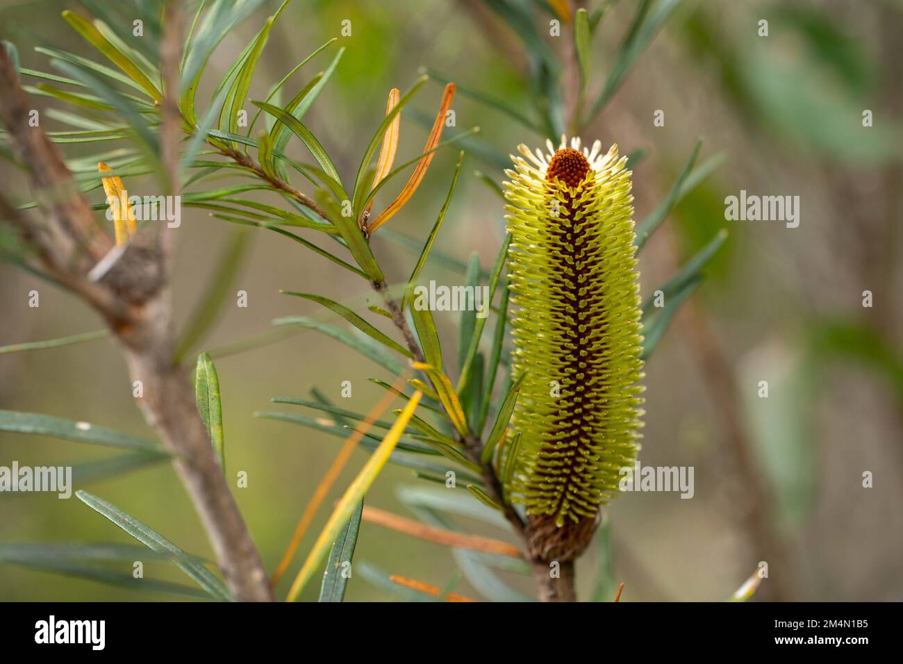 native plants growing in the bush in tasmania australia in spring Stock ...