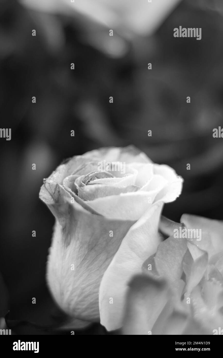 Gorgeous single rose Black and White Stock Photos & Images - Alamy