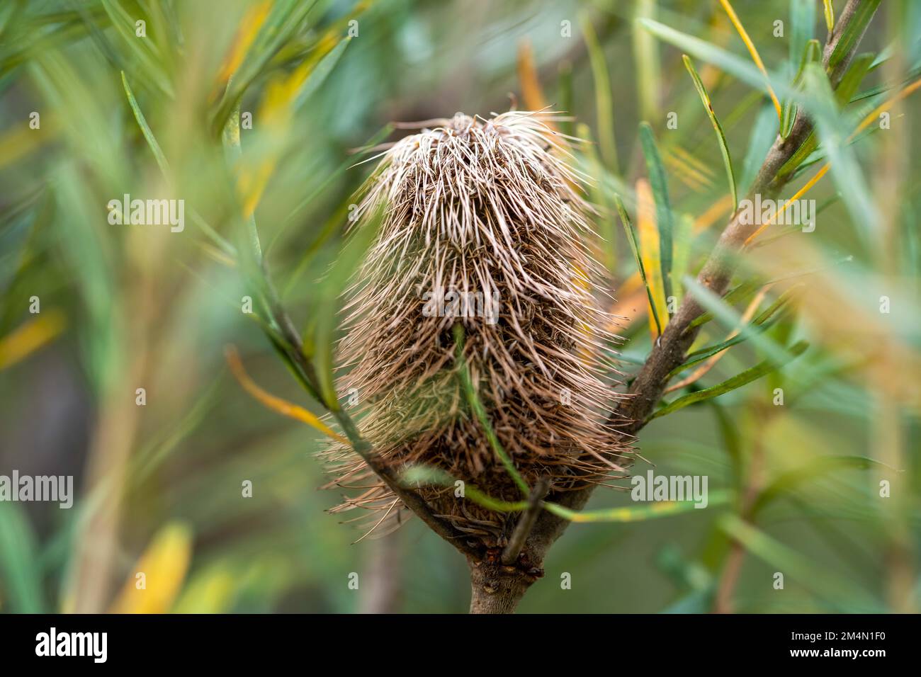 native plants growing in the bush in tasmania australia in spring Stock ...