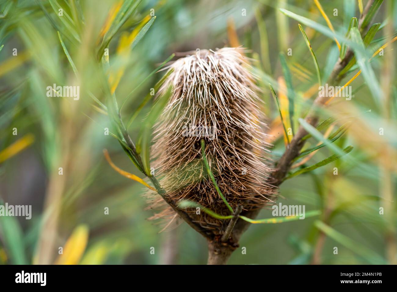 native plants growing in the bush in tasmania australia in spring Stock ...
