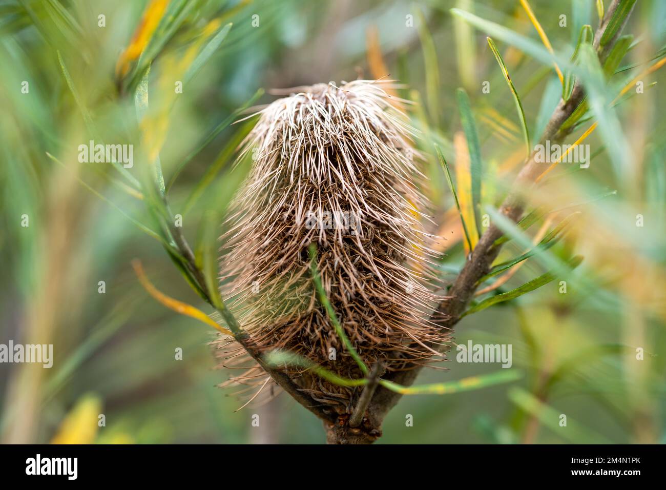 native plants growing in the bush in tasmania australia in spring Stock ...