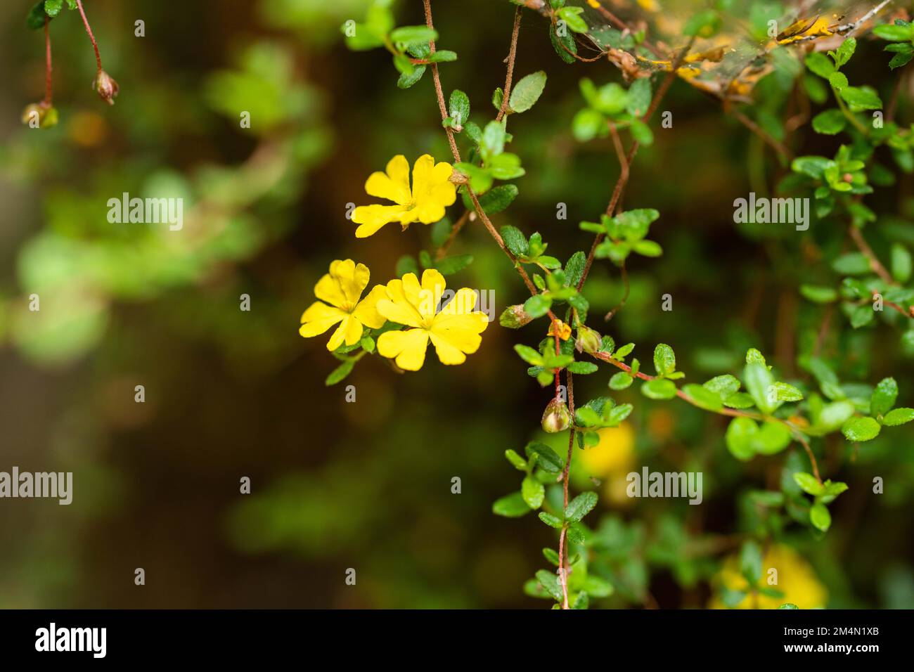 native plants growing in the bush in tasmania australia in spring Stock ...
