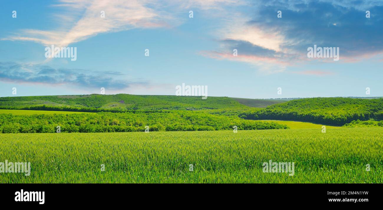 Rural scene wide wheat hi-res stock photography and images - Alamy