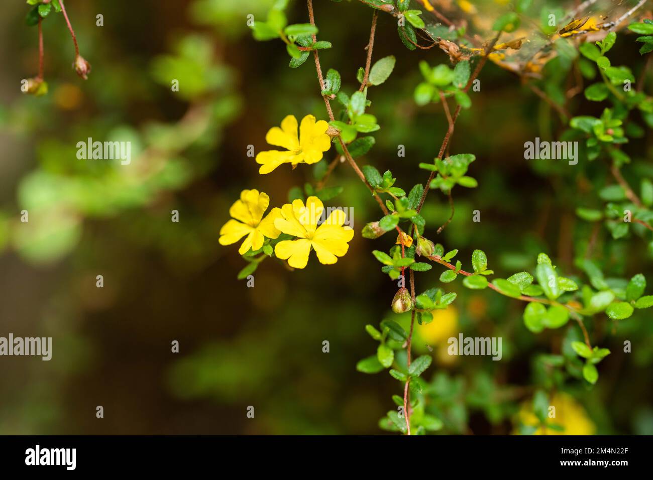 native plants growing in the bush in tasmania australia in spring Stock ...