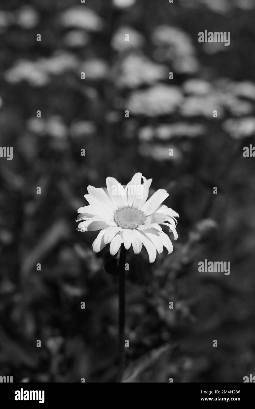 Beautiful summer daisy wildflowers growing in the morning meadow in a ...