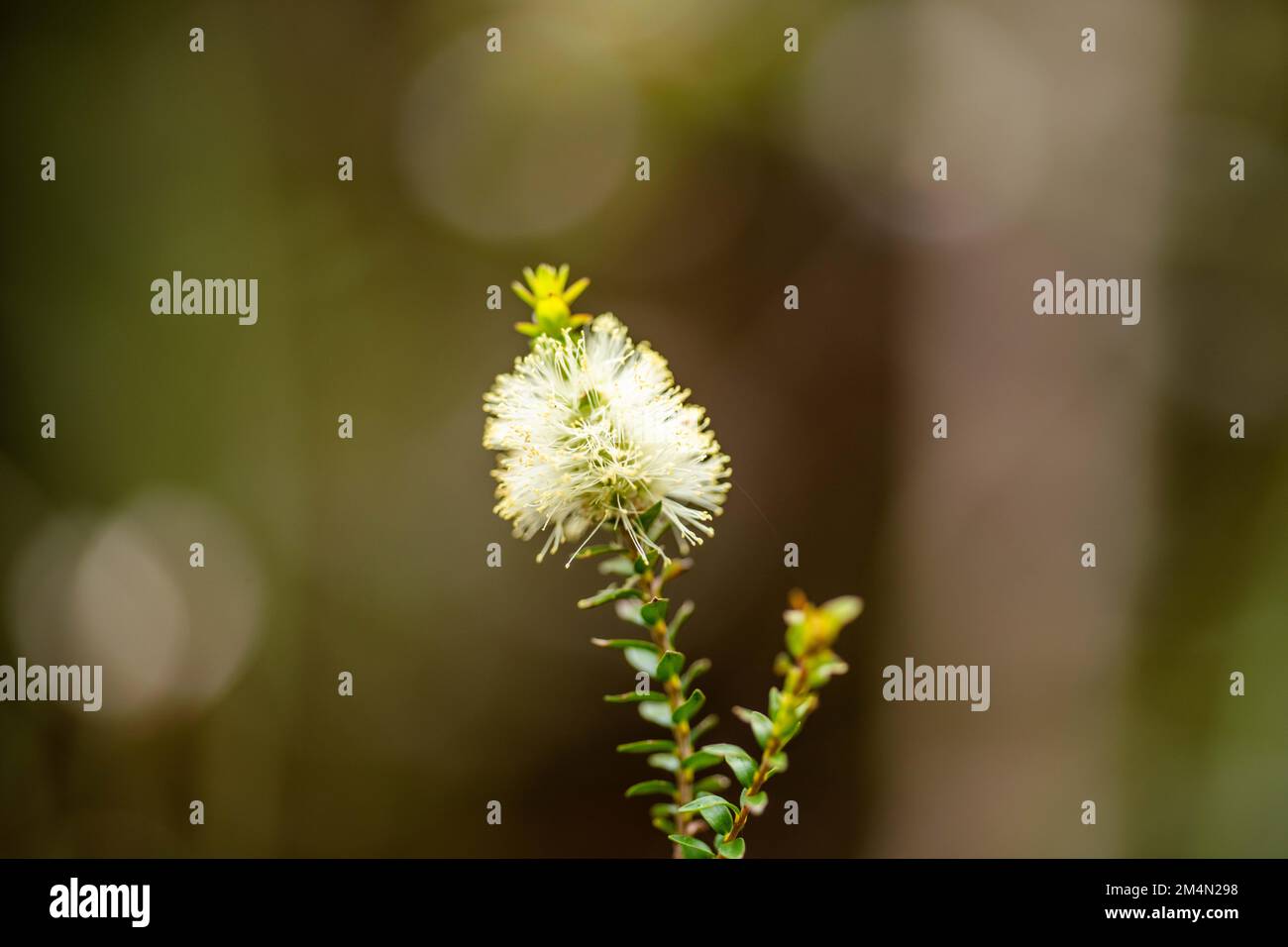 native plants growing in the bush in tasmania australia in spring Stock ...