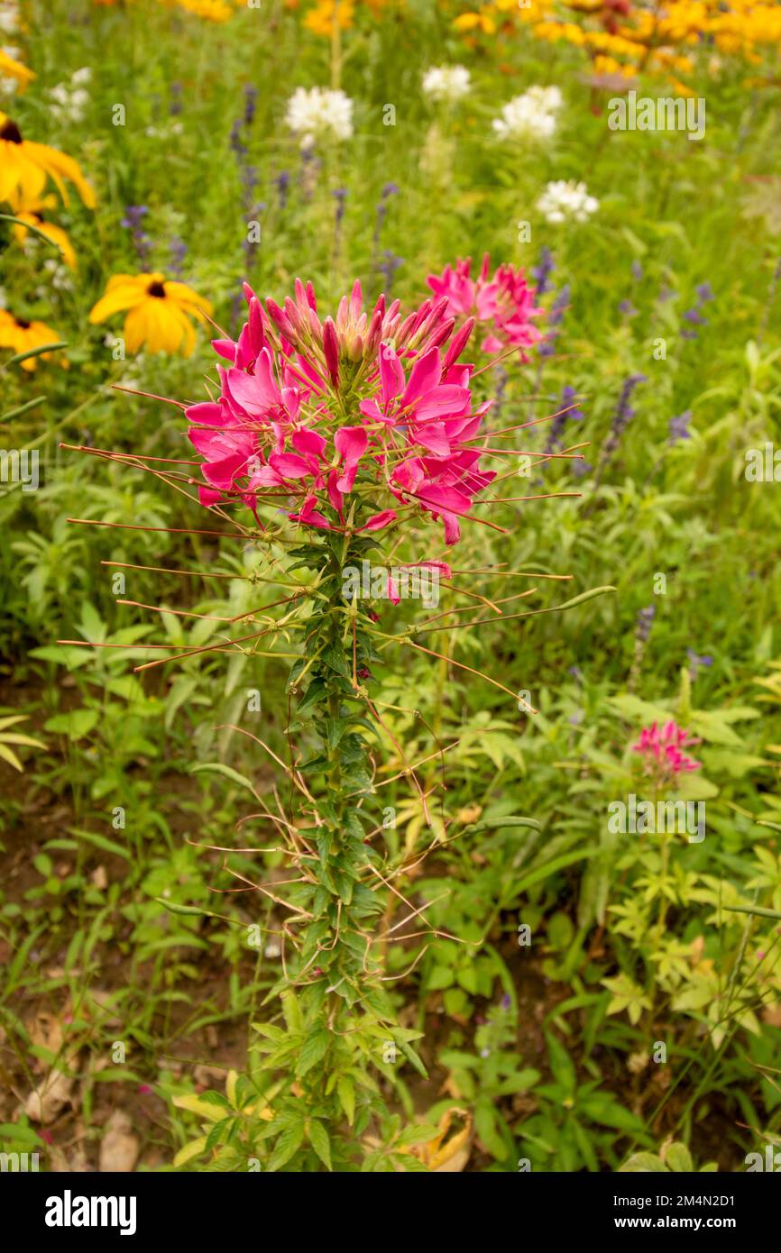 Beautiful Cleome Hassleriana, spider flower. Natural close up flowering ...