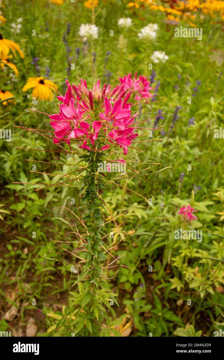 Family cleomaceae hi-res stock photography and images - Alamy