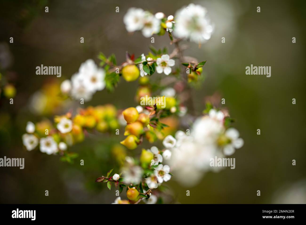 native plants growing in the bush in tasmania australia in spring Stock ...