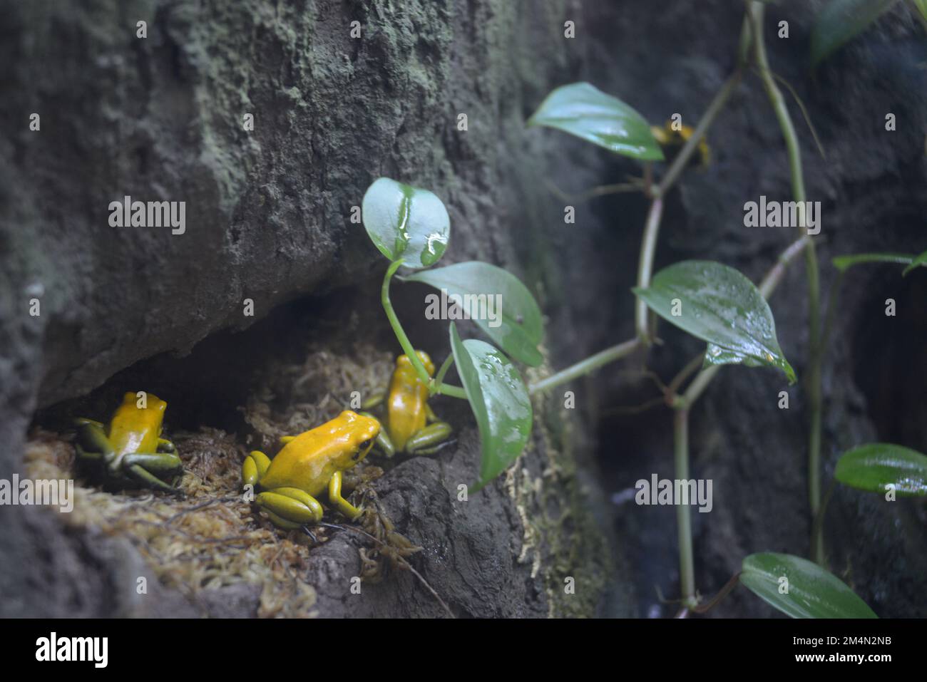 Hispaniolan yellow tree frogs hi-res stock photography and images - Alamy