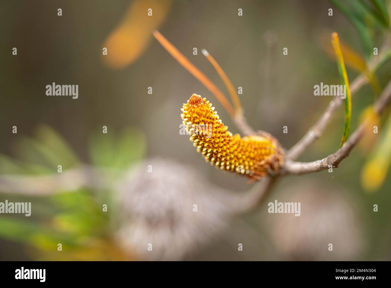native plants growing in the bush in tasmania australia in spring Stock ...