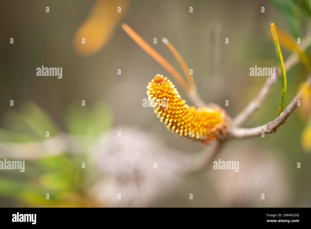 native banksia flower. native plants flowers in the bush in tasmania ...