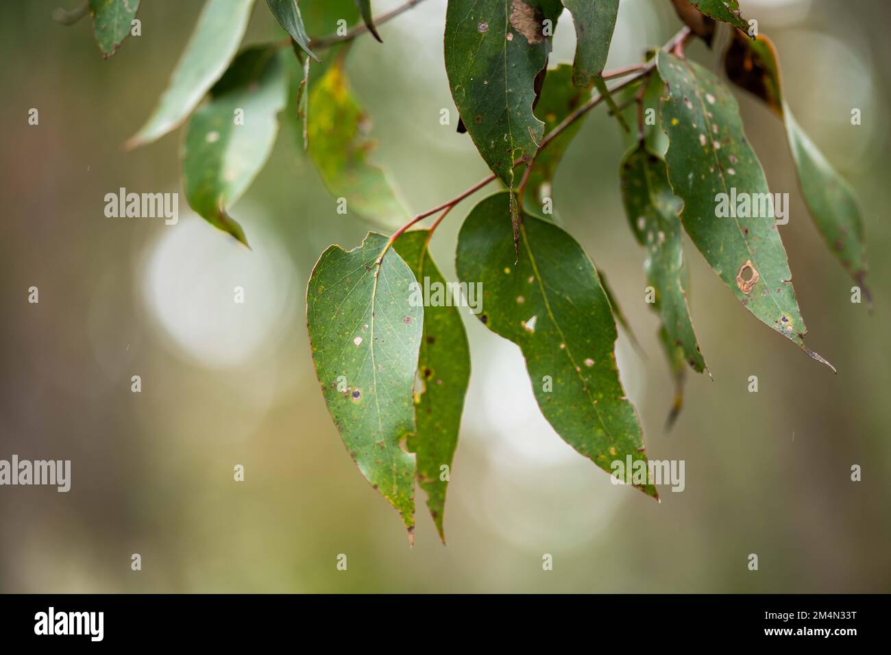 native plants growing in the bush in tasmania australia in spring Stock ...