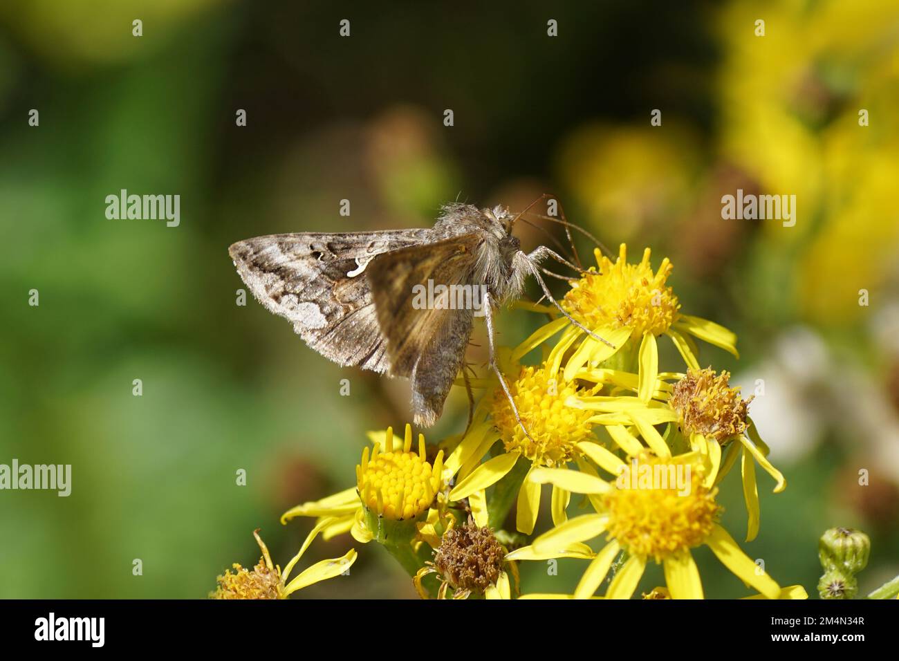 Silver Y (Autographa gamma) is a migratory moth of the family Noctuidae ...