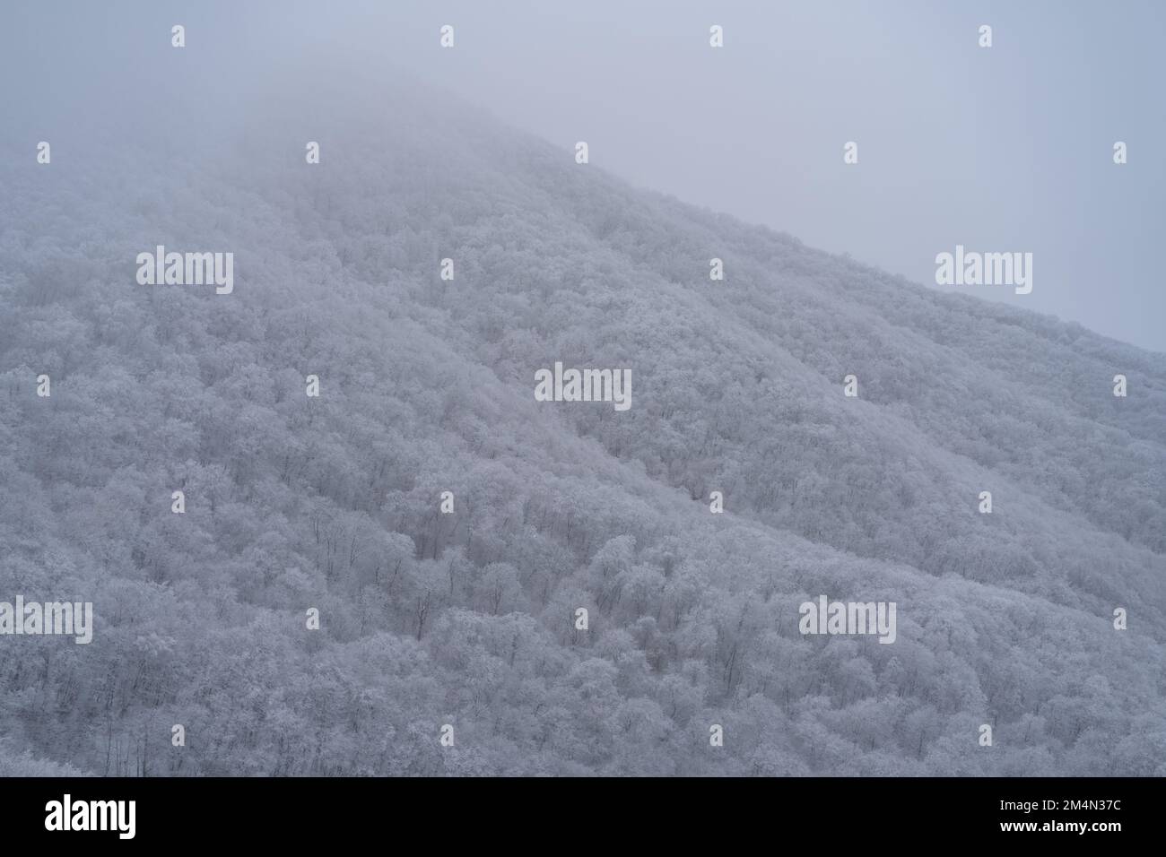 Northern landscape with mountain covered with dense forest after snowfall with winter thick fog ...