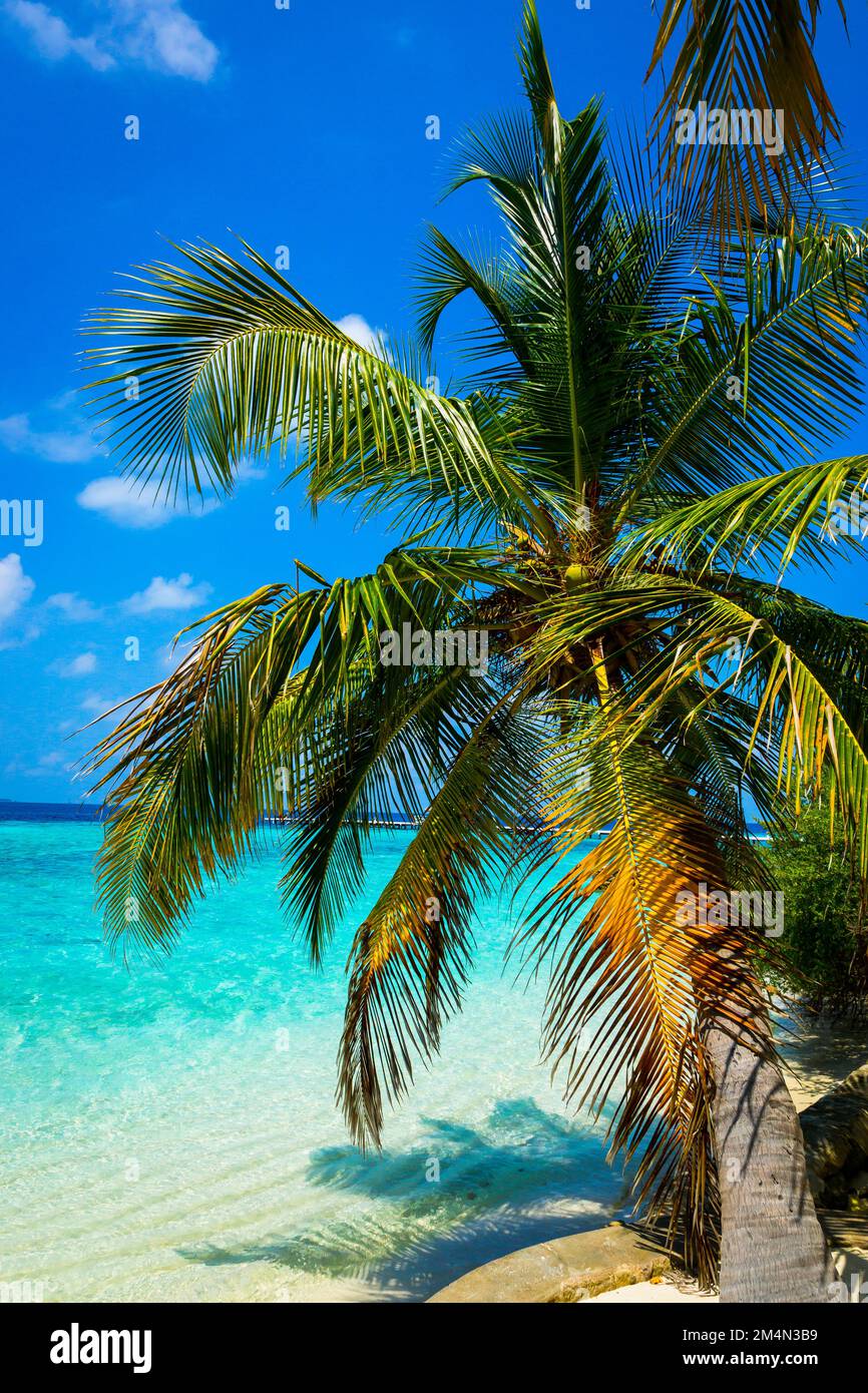 Palm tree on the sunny Maldives Stock Photo - Alamy
