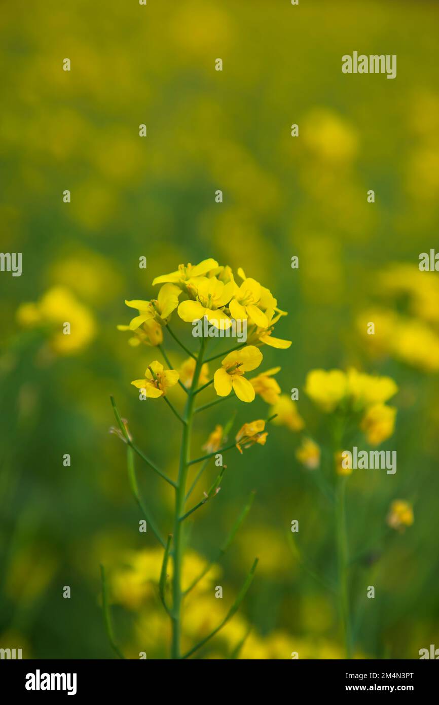 Close-up Focus A Beautiful Blooming Yellow rapeseed flower with blurry ...