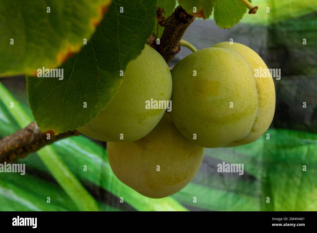 Small bunch of succulent Greengages on the tree. Close up natural food ...