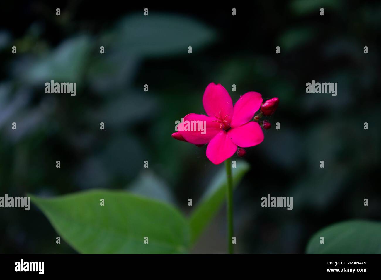 Red Peregrina flowers known as Spicy Jatropha bloom perfectly with ...